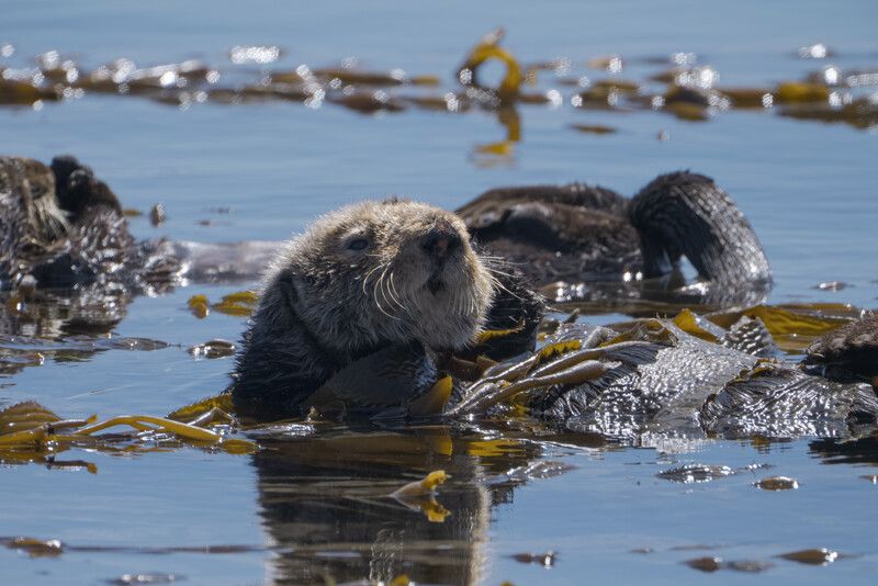 Mission Sea Otter – Saving California’s Kelp Forests – Lisbon ...